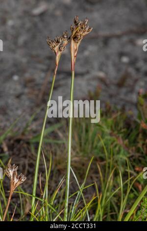 Heath Rush, juncus squarrosus Stock Photo - Alamy