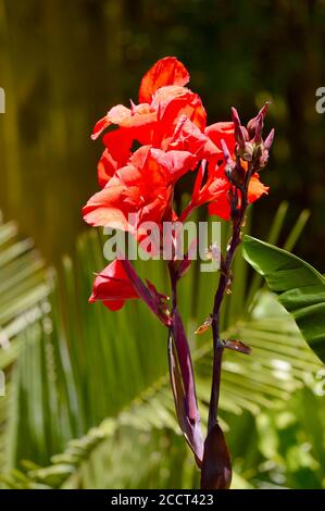 Canna lily leaves (Canna x generalis) in a garden border Stock Photo ...