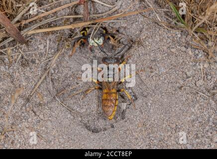 Female beewolf, Philanthus triangulum, at nesting site in sandy ...