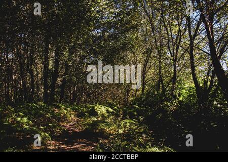photo landscape forest heavily populated with green trees Stock Photo ...