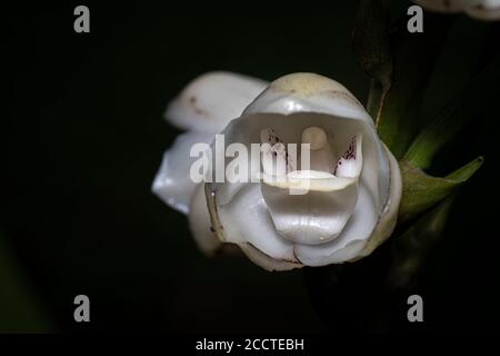 Holy Ghost orchid, dove orchid or flower of the Holy Spirit in English ...