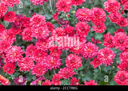 branches full of small red flowers, note shallow depth of field Stock ...
