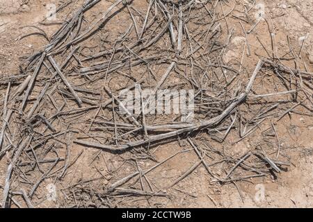 Potato straw shaws lying on tyre impacted soil during potato harvesting ...