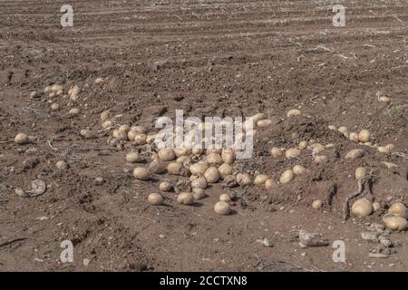 Potatoes spilled on ground. These may be a pile of rejected that failed ...