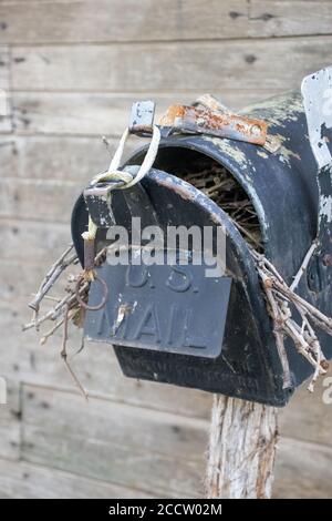 Oriental Magpie a front close up Stock Photo - Alamy