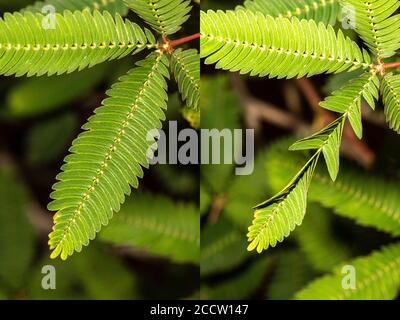 Sensitive plant, Mimosa pudica, before stimulation. See image BBD4CE ...