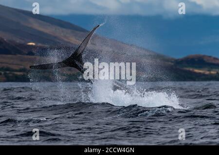 Humpback whale peduncle throw. Hawaii, Maui, Lahaina, 02/19, Winter ...