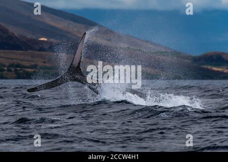 Humpback whale peduncle throw. Hawaii, Maui, Lahaina, Winter Stock ...