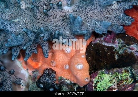 Red sponge, Porifera, Heron Island, Great Barrier Reef, Australia Stock ...