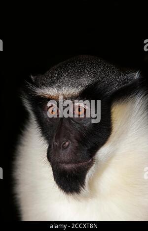 DIANA MONKEY cercopithecus diana, HEAD OF ADULT Stock Photo - Alamy