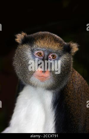 HEAD CLOSE-UP OF CAMPBELL'S MONKEY cercopithecus campbelli Stock Photo ...