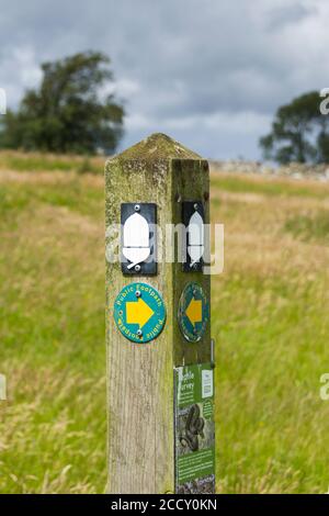 The Acorn symbol of the National Trails of England on the Cotswold Way ...