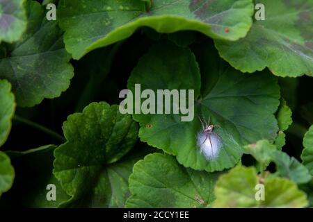 Spider on green geranium leaves protecting its white eggs in a web ...