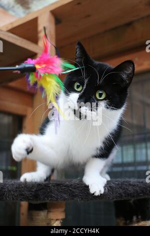 Closeup shot of a fluffy cat with a feather Stock Photo - Alamy