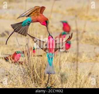 A colony of southern carmine bee-eaters (Merops nubicoides) on the ...