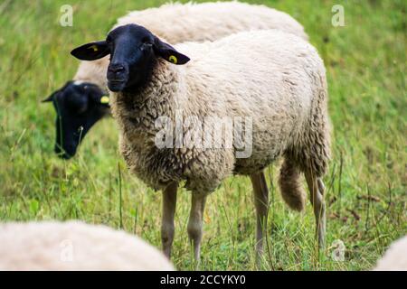 Black faced Sheep stands on the meadow and is looking Stock Photo - Alamy