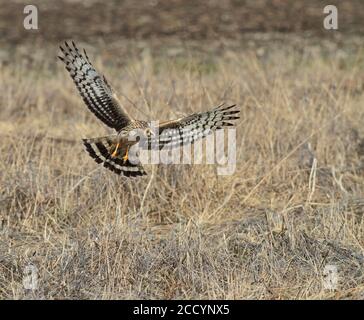 hen harrier (Circus cyaneus), Second calendar year male in flight ...