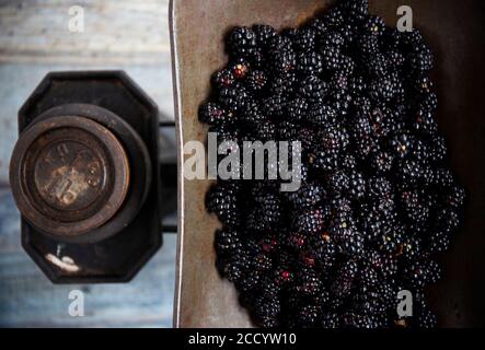 Jam. Making and Jelly Making with foraged fruits Stock Photo - Alamy