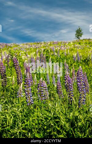 Ski slope with blue lupine flowers at summer Stock Photo - Alamy