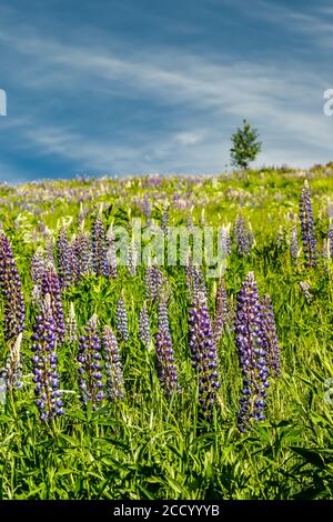 Ski slope with blue lupine flowers at summer Stock Photo - Alamy