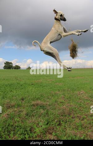 Cute Spanish greyhound dog jumping in a field Stock Photo - Alamy