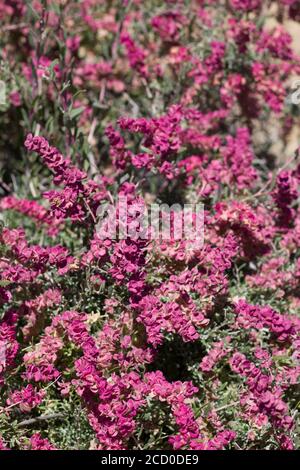 Red bracts with minute inflorescences, Spiny Hopsage, Grayia Spinosa ...