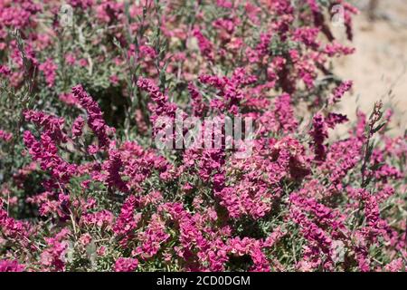 Red bracts with minute inflorescences, Spiny Hopsage, Grayia Spinosa ...