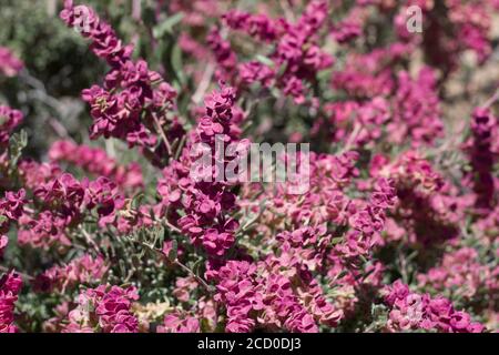 Red bracts with minute inflorescences, Spiny Hopsage, Grayia Spinosa ...