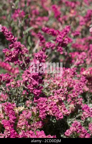Red bracts with minute inflorescences, Spiny Hopsage, Grayia Spinosa ...