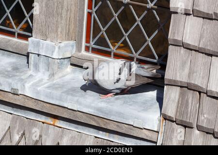 Gray pigeon on the edge of a window frame. rusty frame and broken ...
