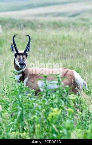 Pronghorn in the field of Custer State Park, South Dakota Stock Photo ...