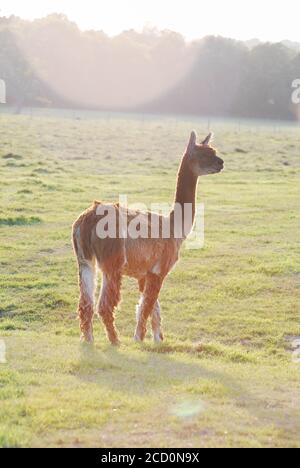 Closeup view of beautiful lama in nature (Lama guanicoe) is a camelid ...