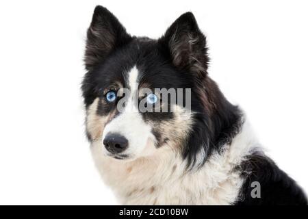 Funny husky face with big surprised eyes, isolated. Cute shocked look ...