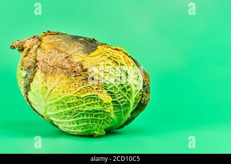 Rotten cabbage, green background. Head of moldy cabbage, copy space ...