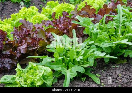 Lettuce varieties Catalogna Cerbiatta, red Lollo Rossa, red Salad Bowl ...