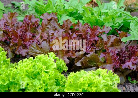 Lettuce varieties Catalogna Cerbiatta, red Lollo Rossa, red Salad Bowl ...