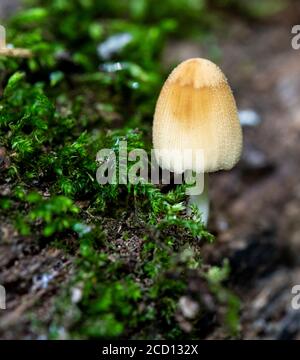 A close-up shot of mushrooms growing on a mossy stone on a cold autumn ...