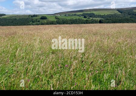 Traditional hay meadow in seed, upper Nidderdale, North Yorkshire, UK ...