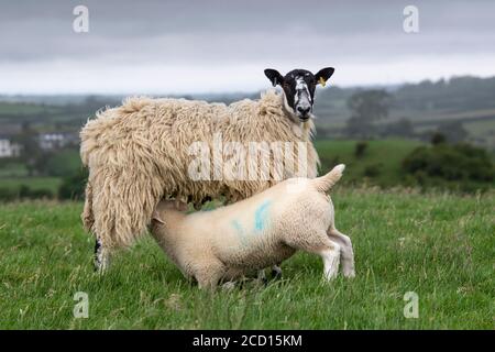 Lamb suckling a North of England mule gimmer hogg. Cumbria, UK Stock ...