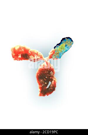 Antibody molecule. Molecular structure of a monoclonal human immunoglobulin (IgG2a). IgG ...