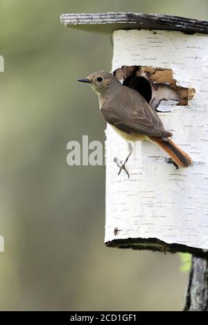 Common redstart at the nest Stock Photo - Alamy