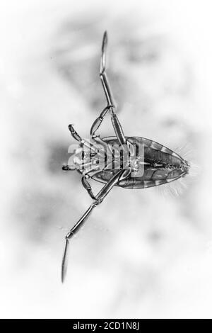 The common backswimmer (Notonecta glauca) swims past in the ...