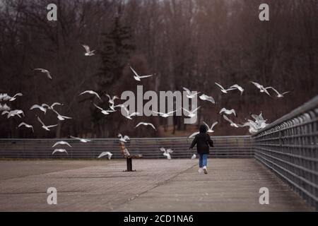 Boy chasing seagulls Stock Photo - Alamy