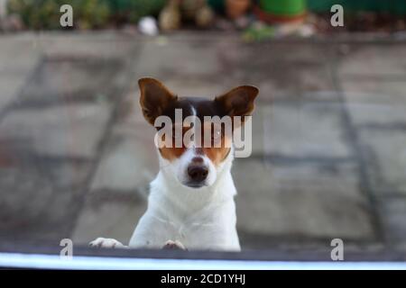 Closeup shot of Dog Stock Photo - Alamy