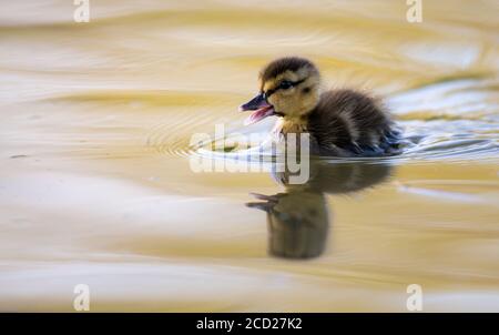Mallard duckling in the Canadian wilderness Stock Photo - Alamy