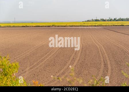 Soil for rice cultivation. Cultivated rice is a herbaceous plant ...