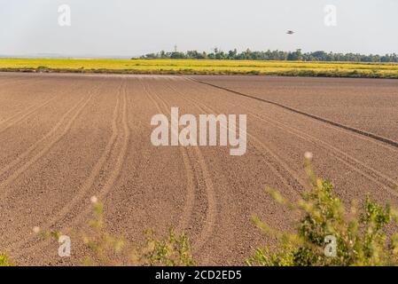Soil for rice cultivation. Cultivated rice is a herbaceous plant ...