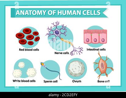 Information poster on human cells illustration Stock Vector Image & Art ...