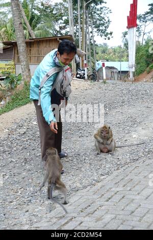 Baby long-tailed macaque on stump hunching shoulders Stock Photo - Alamy