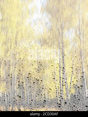 Green foliage in forest after summer rain Stock Photo - Alamy